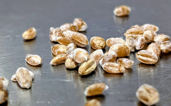 Colonized Grain – Exotic Microscopy