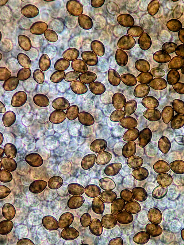 Colonized Grain – Exotic Microscopy